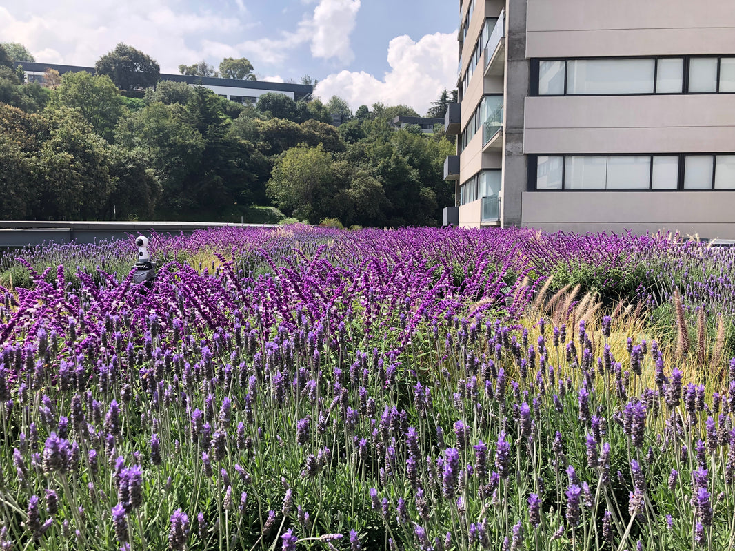 Diseño de Azoteas y Muros Verdes – verdemodular